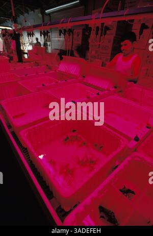 May 05, 2001; Manila, Bataan, Philippines; Fishers pull fish from Gill ...