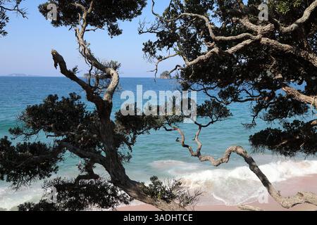 Gemstonebucht Neuseeland / Gemstone Bay New Zealand Stock Photo - Alamy
