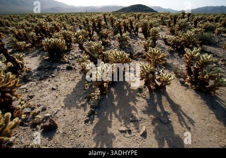 Apr 20, 2001; Joshua Tree, California, USA; A patch of Cholla cacti ...