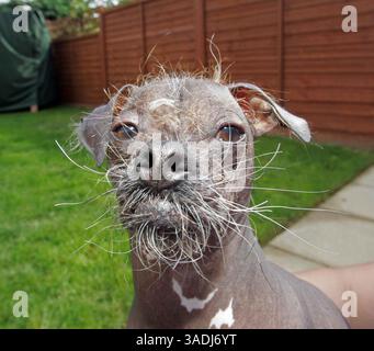 A very old hairless Chinese Crested dog. The Chinese Crested breed are ...