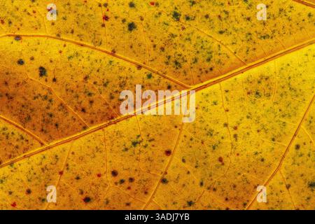 Detailed macro photo of a Hibiscus Ruth Wilcox Leaf. The Hibiscus Ruth ...