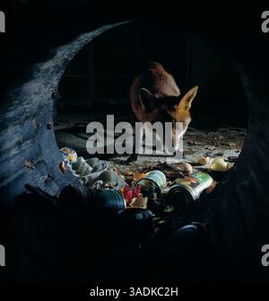 EUROPEAN RED FOX raiding dustbin Vulpes vulpes Stock Photo - Alamy