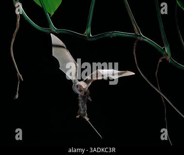 FALSE VAMPIRE in flight Megaderma lyra carrying rodent prey Occurs in ...
