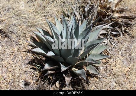 Harvard century agave plant on the Davis Mountains Scenic Loop in West ...
