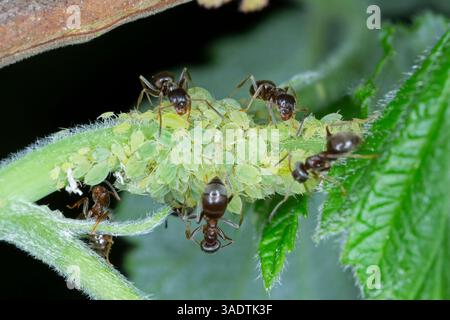 Colony of Small raspberry aphid, Aphis idaei. One of the most damaging ...