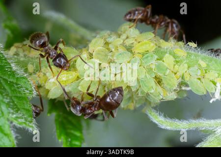 Colony of Small raspberry aphid, Aphis idaei. One of the most damaging ...