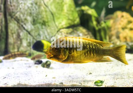 Petrochromis trewavasae brown fish swimming in aquarium. Threadfin ...