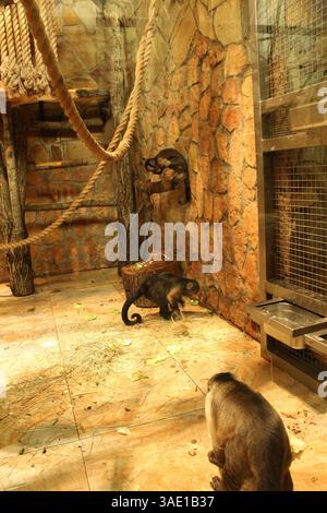 Small monkeys of the capuchin breed run and frolic in the enclosure ...