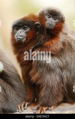 Coppery Titi Monkey (Plecturocebus cupreus Stock Photo - Alamy