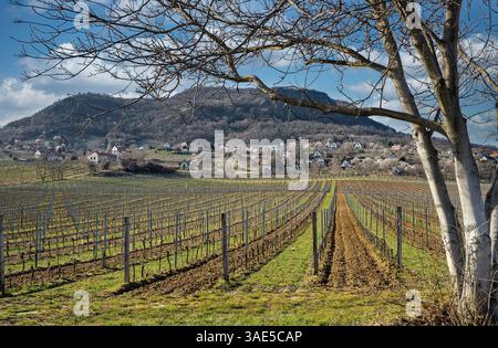 Balaton wine-producing region viticulture Stock Photo - Alamy