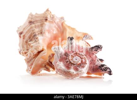 Beautiful exotic sea shell Angaria delphinus (delphinula) arranged on ...