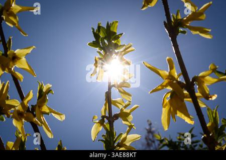 Berlin, Sonnenwetter Die Sonne schein hinter Forsythien am 06.04.2025 ...