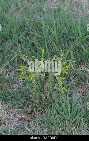 common groundsel (Senecio vulgaris Stock Photo - Alamy