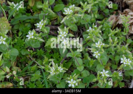 Sticky Chickweed, Cerastium glomeratum Stock Photo - Alamy