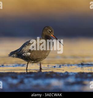 The redshank, a wader bird feeding on invertebrates, was photographed ...