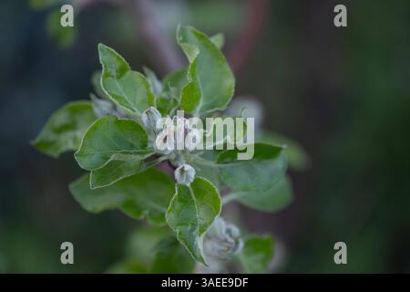 Knospender Apfelbaum in Aachen am 5. April 2025. GERMANY - AACHEN ...