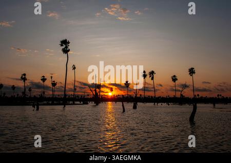 La Estrella Marsh Palm landscape , Formosa province, Argentina Stock ...