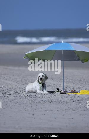 Dogs lying on the beach with parasols Stock Photo - Alamy