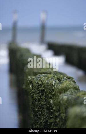 Algae-covered wooden piles, groyne on the beach photographed with depth ...