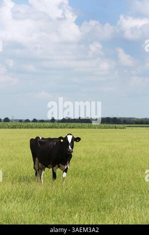 Typical Dutch landscape with pastures cows and water Stock Photo - Alamy