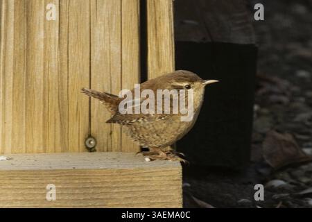 Wren sitting on wooden beam looking right Stock Photo - Alamy