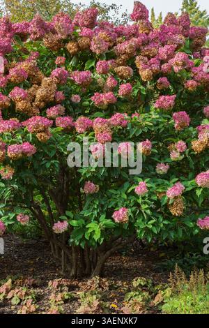 Hydrangea paniculata 'Grandiflora' - PeeGee Hydrangea with pink and ...