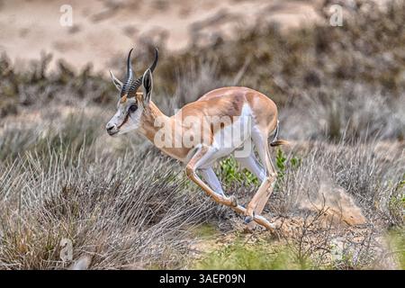 A graceful female Gemsbok (Oryx gazella) navigating the Namib Desert ...