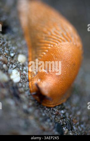 Arion rufus, known as European red slug, Large red slug, Chocolate ...