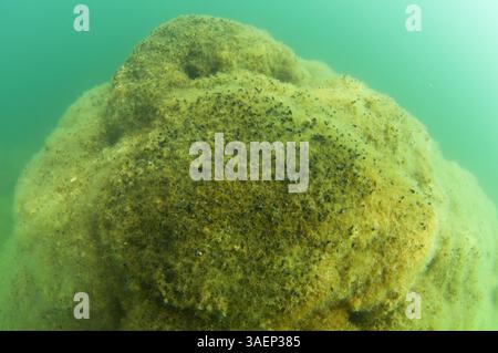 Stromatolite formations in Lake Satonda, a crater lake on Satonda ...