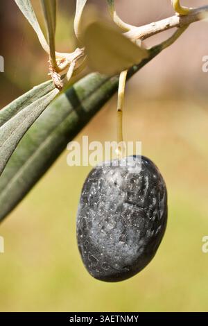 May 21, 2011 - Acari, Arequipa, Peru - Santiago Apostolo de Acari ...