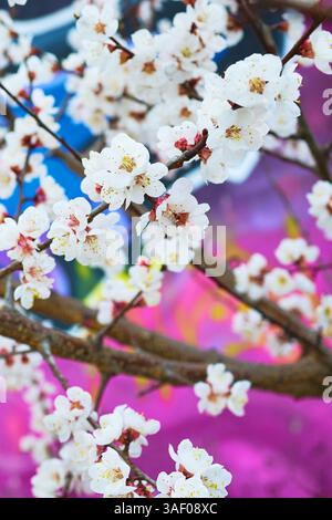 Cherry Blossom Branch with Vibrant Graffiti Background in Urban 2000s ...