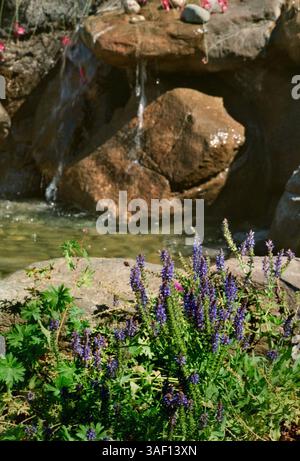 This is the waterfall and pond in the Carmichael backyard of Dewey and ...
