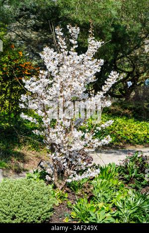 Prunus nipponica kurilensis 'Brilliant Stock Photo - Alamy