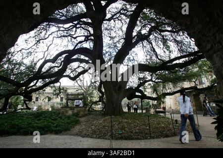 Jan 04, 2005; San Antonio, TX, USA; A big oak tree located by the DRT ...