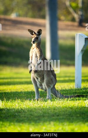 Exploring Australia's Unique and Diverse Wildlife Stock Photo - Alamy