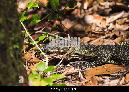 Exploring Australia's Unique and Diverse Wildlife Stock Photo - Alamy