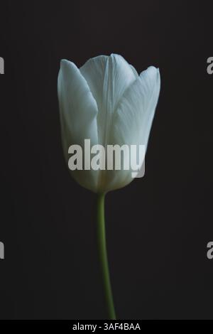 Detailed close up of a white tulip with red and yellow markings ...