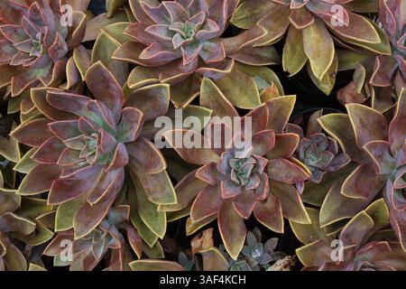 Rustic Succulent Rosettes – Earthy Tones and Natural Patterns Stock ...