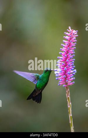 ASteely-vented Hummingbird, Amazilia saucerottei, feeds on a bromeliad ...