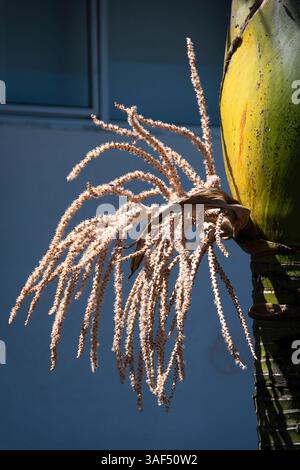 Nikau palm tree flowers, Titahi Bay shopping centre, Porirua ...