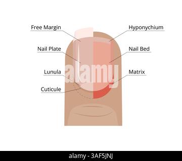 Structure of the Nail. Human anatomy Stock Vector Image & Art - Alamy