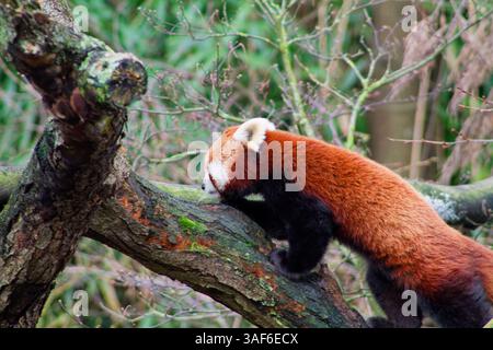 A rare little red squirrel looking curious Stock Photo - Alamy