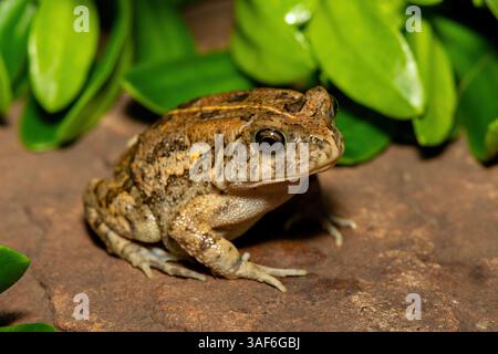 A beautiful guttural toad (Sclerophrys gutturalis), also known as a ...