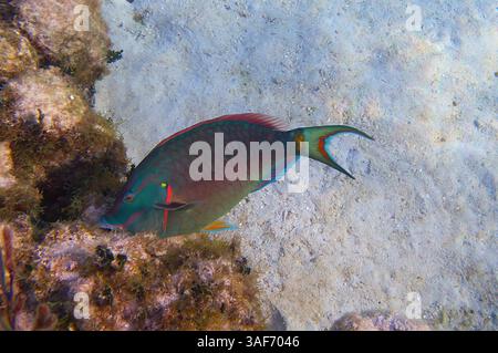 Rainbow Parrot Fish in the reefs of Caye Caulker, Belize Stock Photo ...