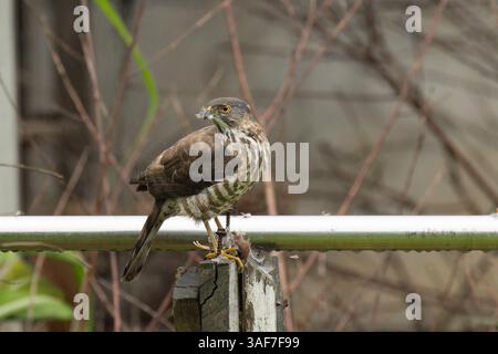 Besra sparrowhawk female feeding from a tree sparrow Stock Photo - Alamy