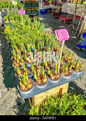Sprouting daffodil bulbs Stock Photo - Alamy