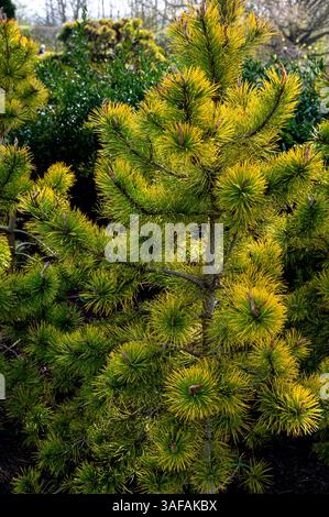 Lodgepole pine (Pinus contorta) is an evergreen tree native to western ...
