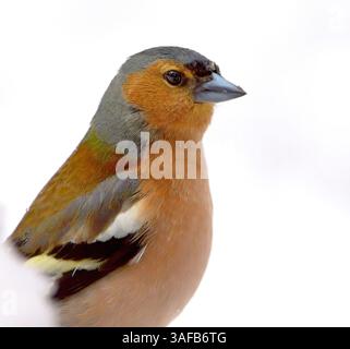 Closeup of a Common Chaffinch, Fringilla coelebs, bird foraging in snow ...