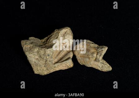 A mold and cast fossil of a small trilobite, against a white background ...