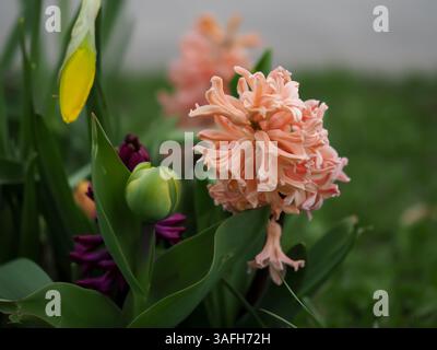 Oriental hyacinth flowers in spring early spring Stock Photo - Alamy